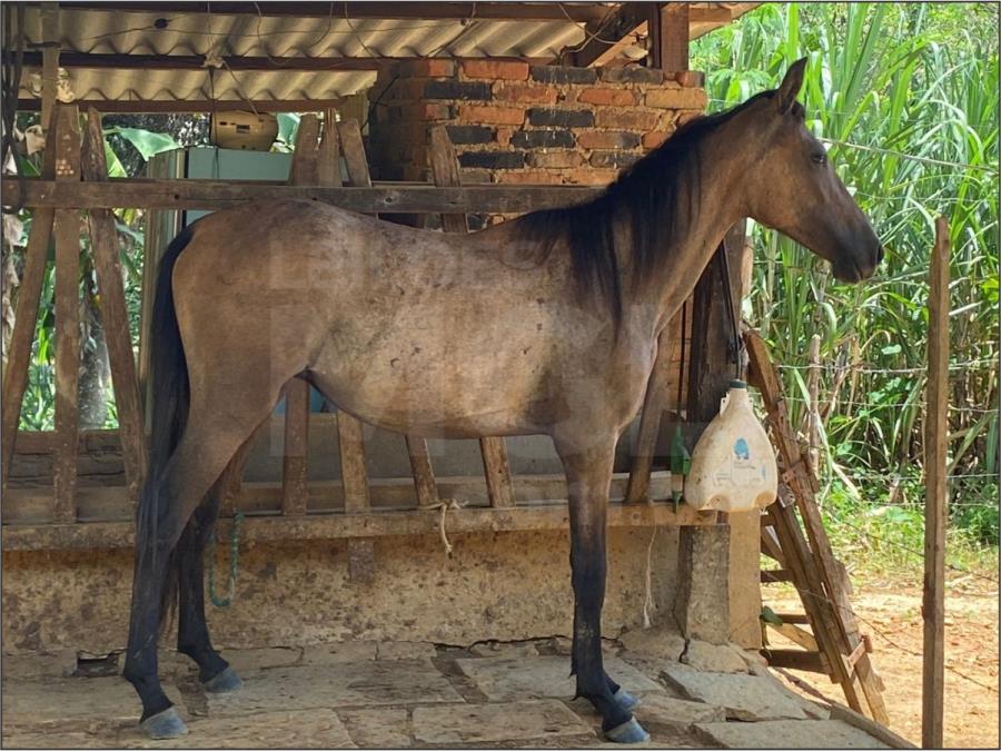 Recreio/MG - Potro de Raça Mangalarga Marchador Animais em leilão | MGL ...